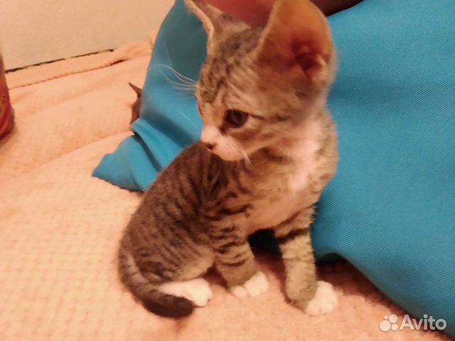 Котик канадский сфинкс браш