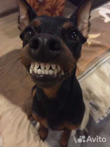 Отдам цвергпинчера