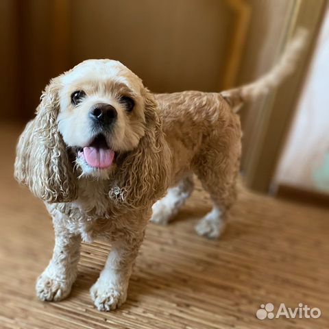 Американский кокер спаниель вязка