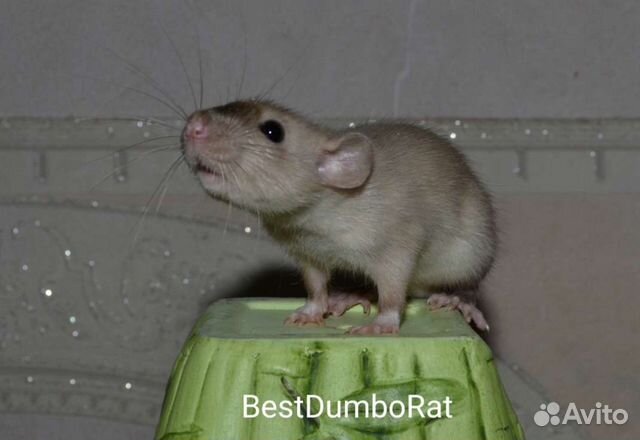 Крысёнок с клеткой