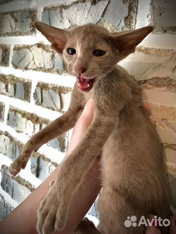 Ориентальная