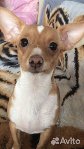 Той-терьер чихуа хуа