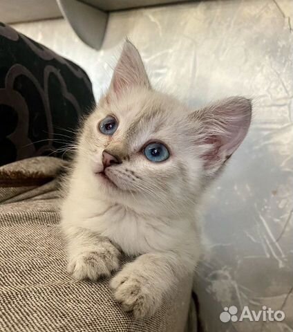 Милые котята