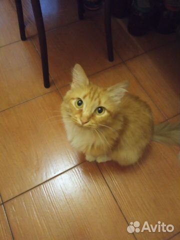 Умная ласковая рыжая кошка 2 года