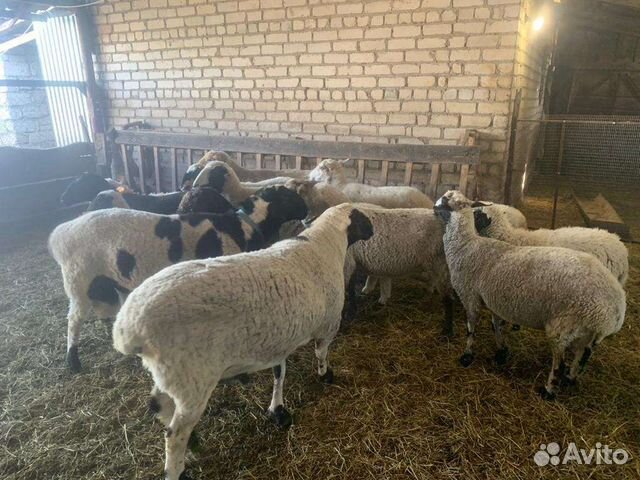 Овцы бараны ягнята