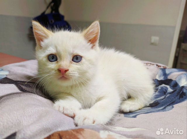 Голубоглазый супер-красотун котенок ищет дом