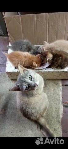 Котята в добрые руки бесплатно