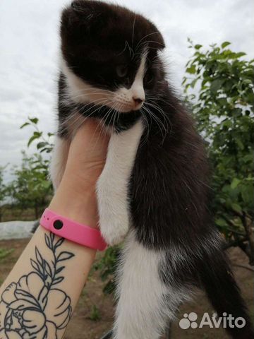 Котенок британец вислоухий