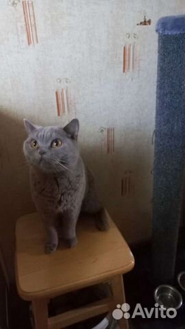 Британская кошечка и Шотландец котик вислоухий