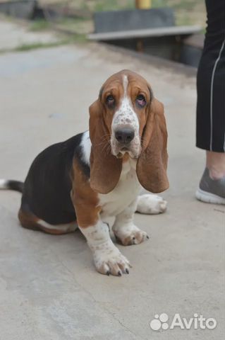 Продается щенок Бассет Хаунда из питомника