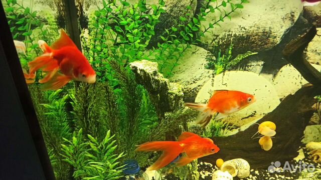 Золотые рыбки