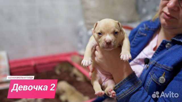 Американский Булли девочка 1 месяц