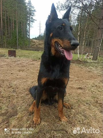 Французская овчарка