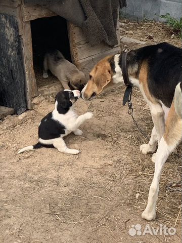 Щенок русской гончей