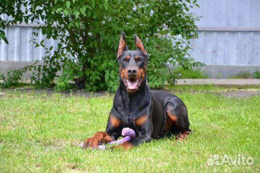 Доберман в дар