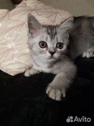 Кошка