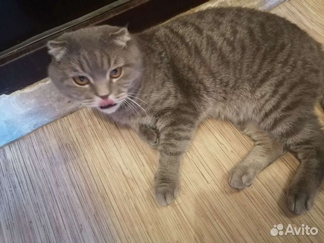 Шотландская вислоухая кошка бесплатно