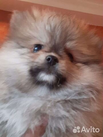 Померанский шпиц девочка