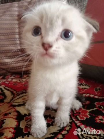 Шотландская вислоухая