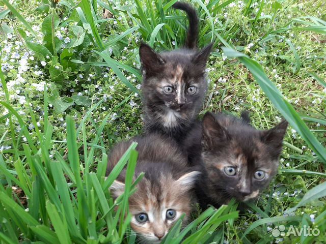 Кошка