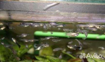 Гуппи малахит