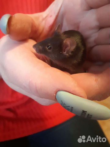 Декоративные мыши