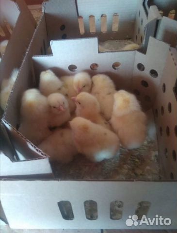 Циплята Бролеры