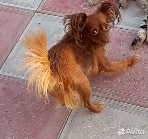 Собака