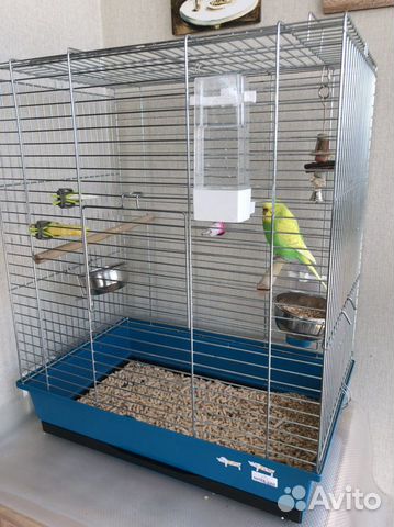 Отдам даром клетку с попугаем