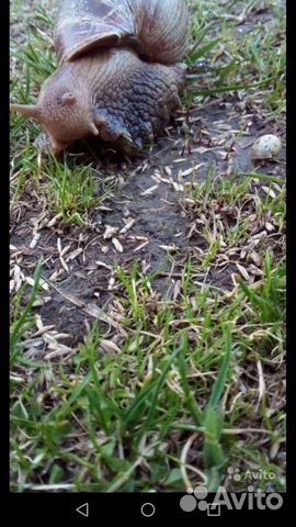 Детки улиток Ахатин