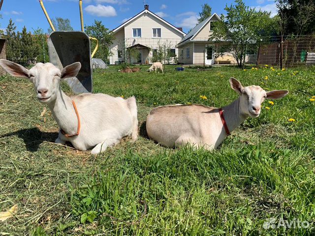 Заанонубийские козы