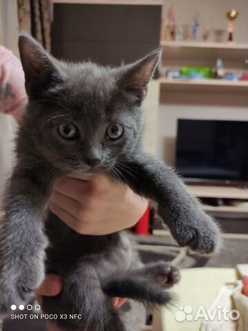 Отдам в добрые руки котят бомбейской кошки