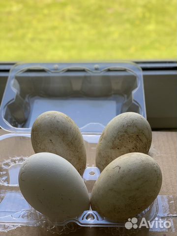 Инкубационое яйцо гусей