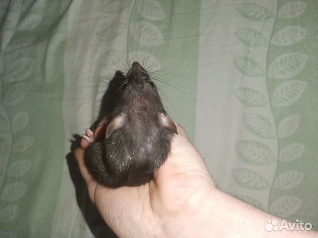 Крысы Дамбо