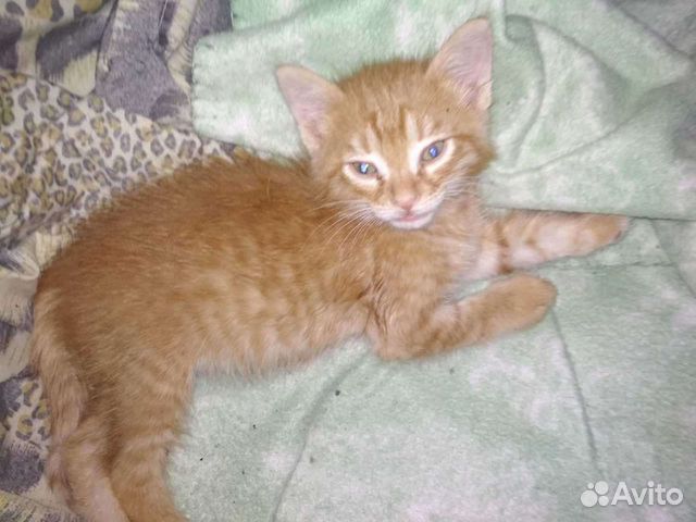 Кошка в дар