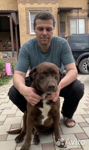 Кобель лабрадора вязка