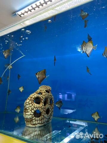 Монодактил аргентиус