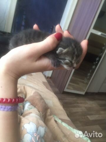 Отдам котят в добрые руки, они правда маленькие ещ