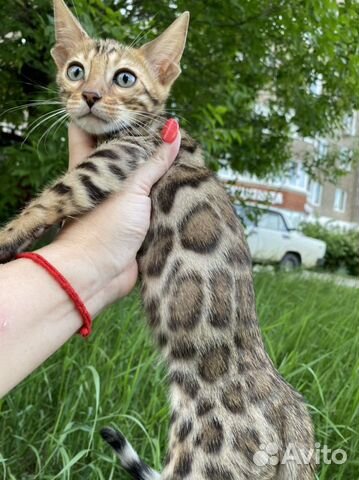 Мальчик Dinofelis Harley