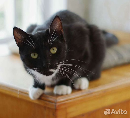 Кошка Варя в добрые руки