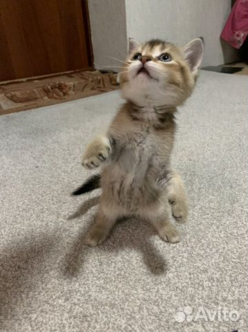Котёнок шотланской породы