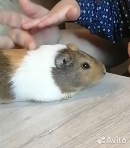 Морская свинка. (Даром)