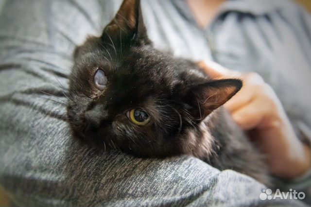 Котенок девочка