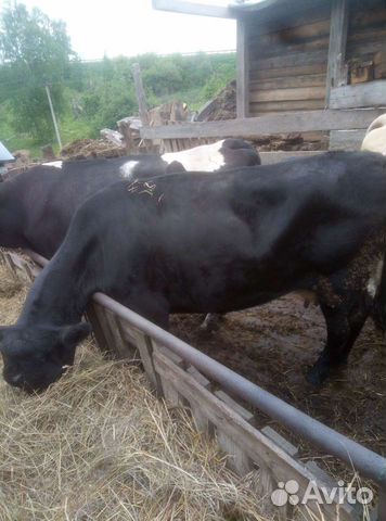 Корова дойная