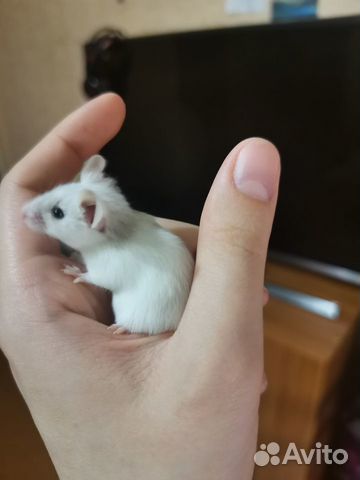 Декоративная мышь