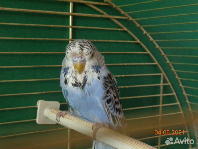 Ввп чешка самочка. Птенец