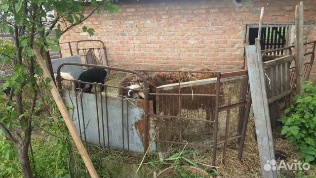 Продаются бараны