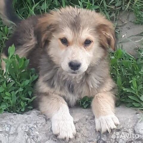 Щенок в добрые руки