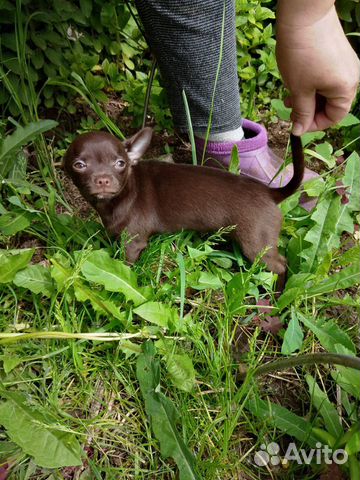 Мини чихуахуа сладкого шоколадного окраса