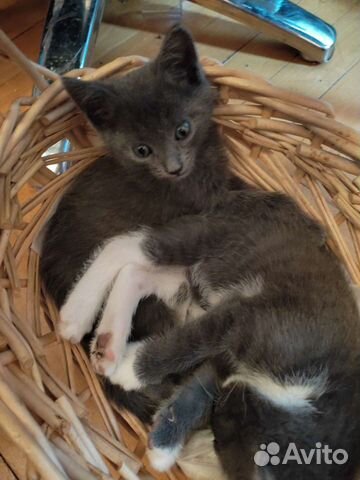 Котята русская голубая